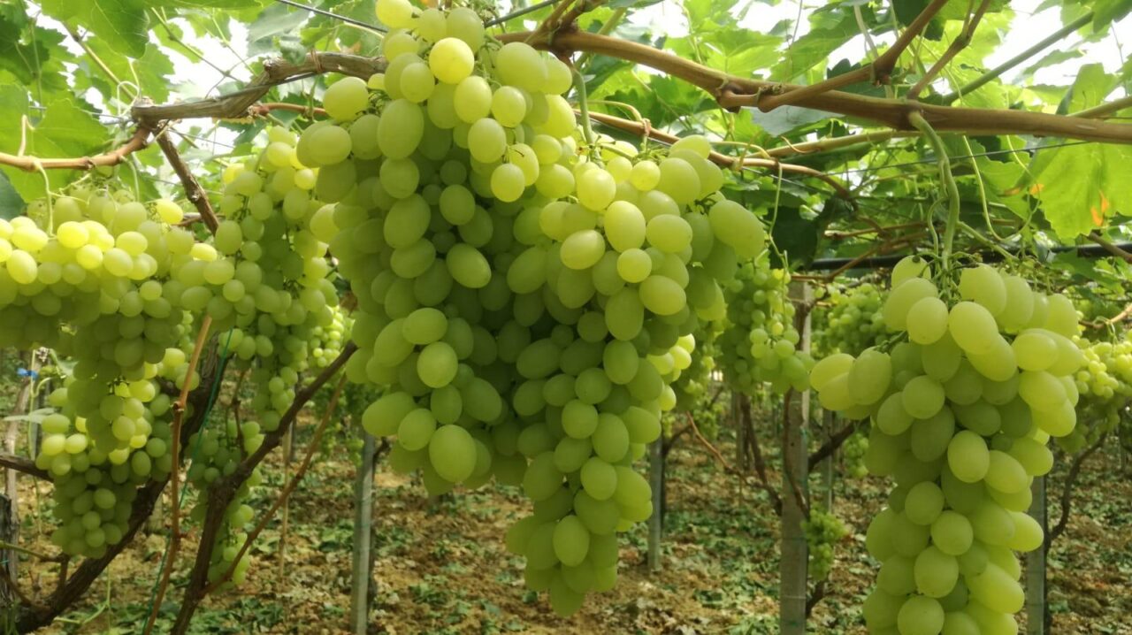 Victoria - Frutas Jopami - Uva Victoria